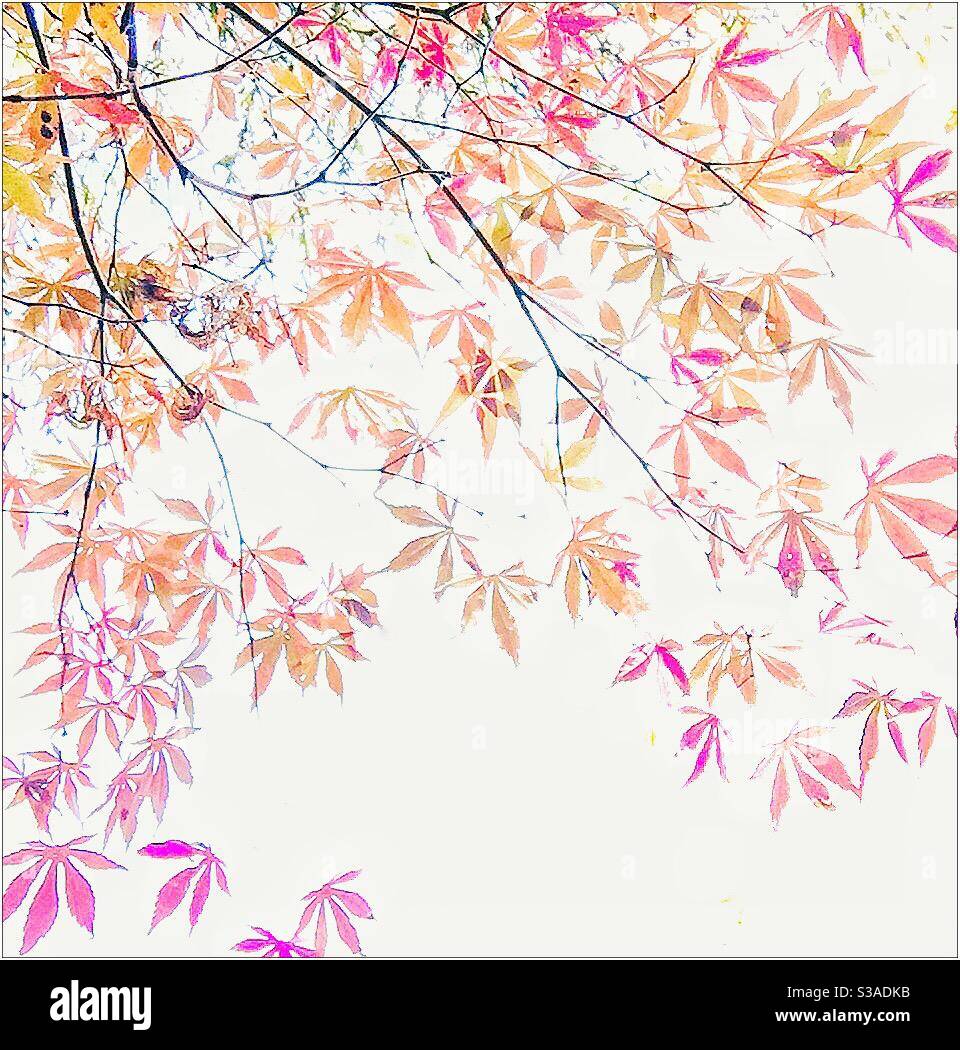 Pink acer hi-res stock photography and images - Alamy