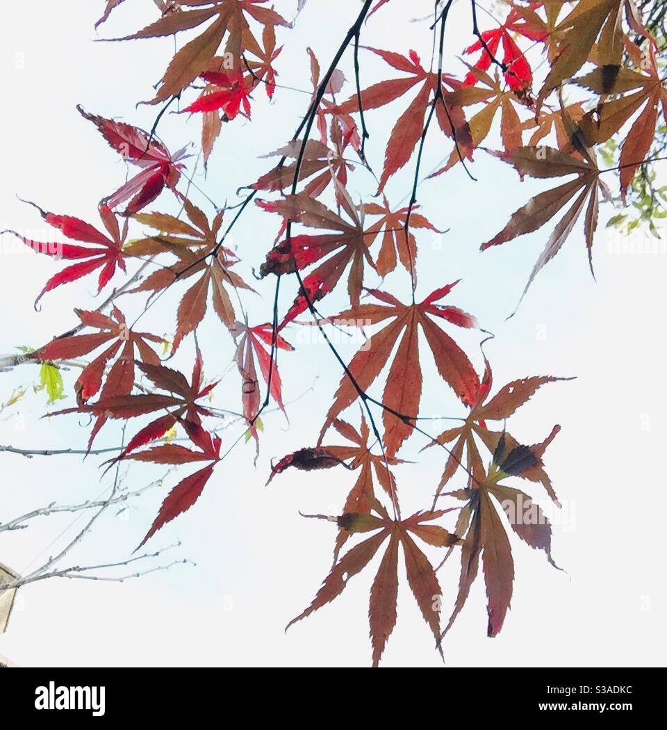 Pink acer tree hi-res stock photography and images - Alamy