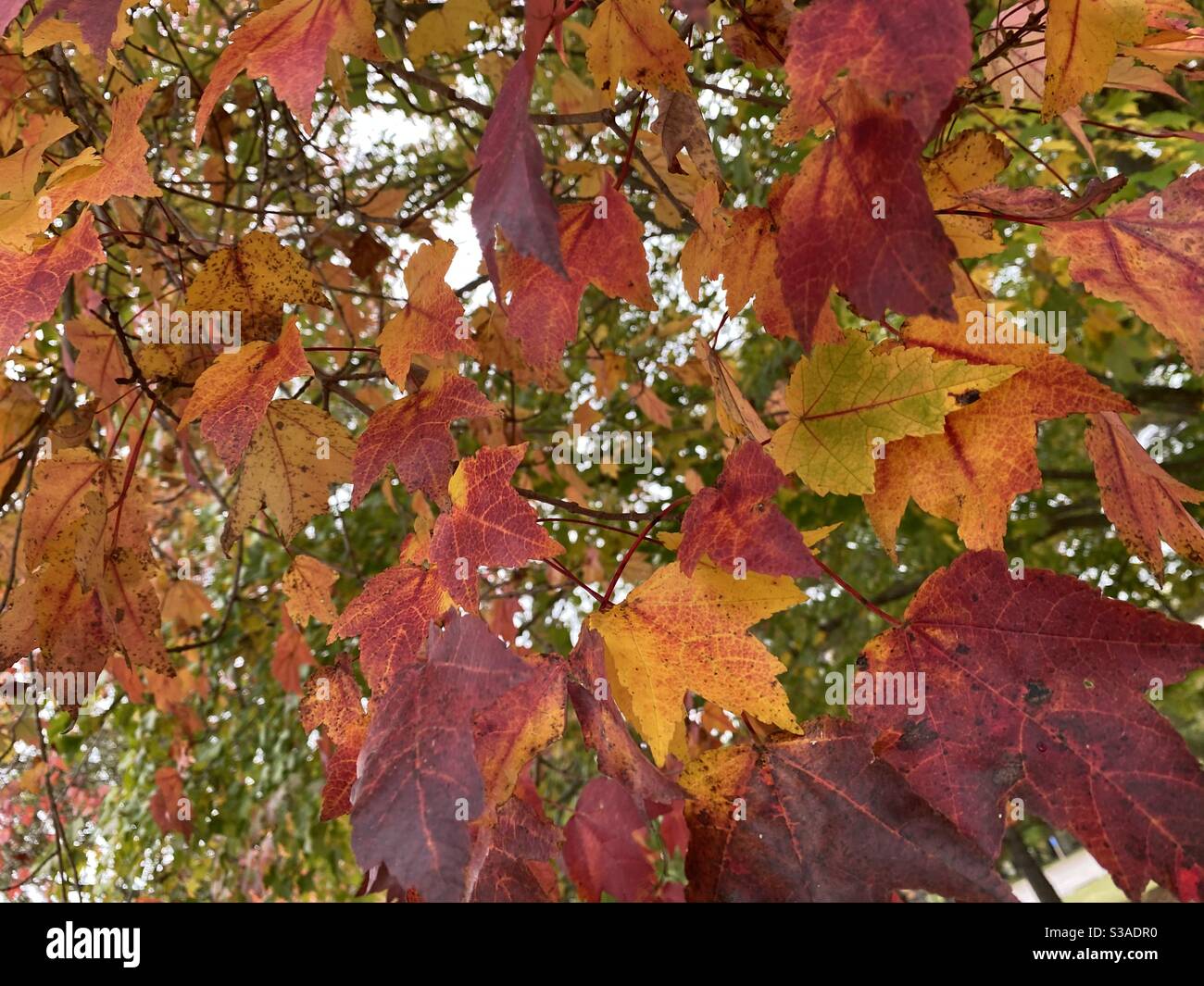 Changing tree colors hi-res stock photography and images - Alamy