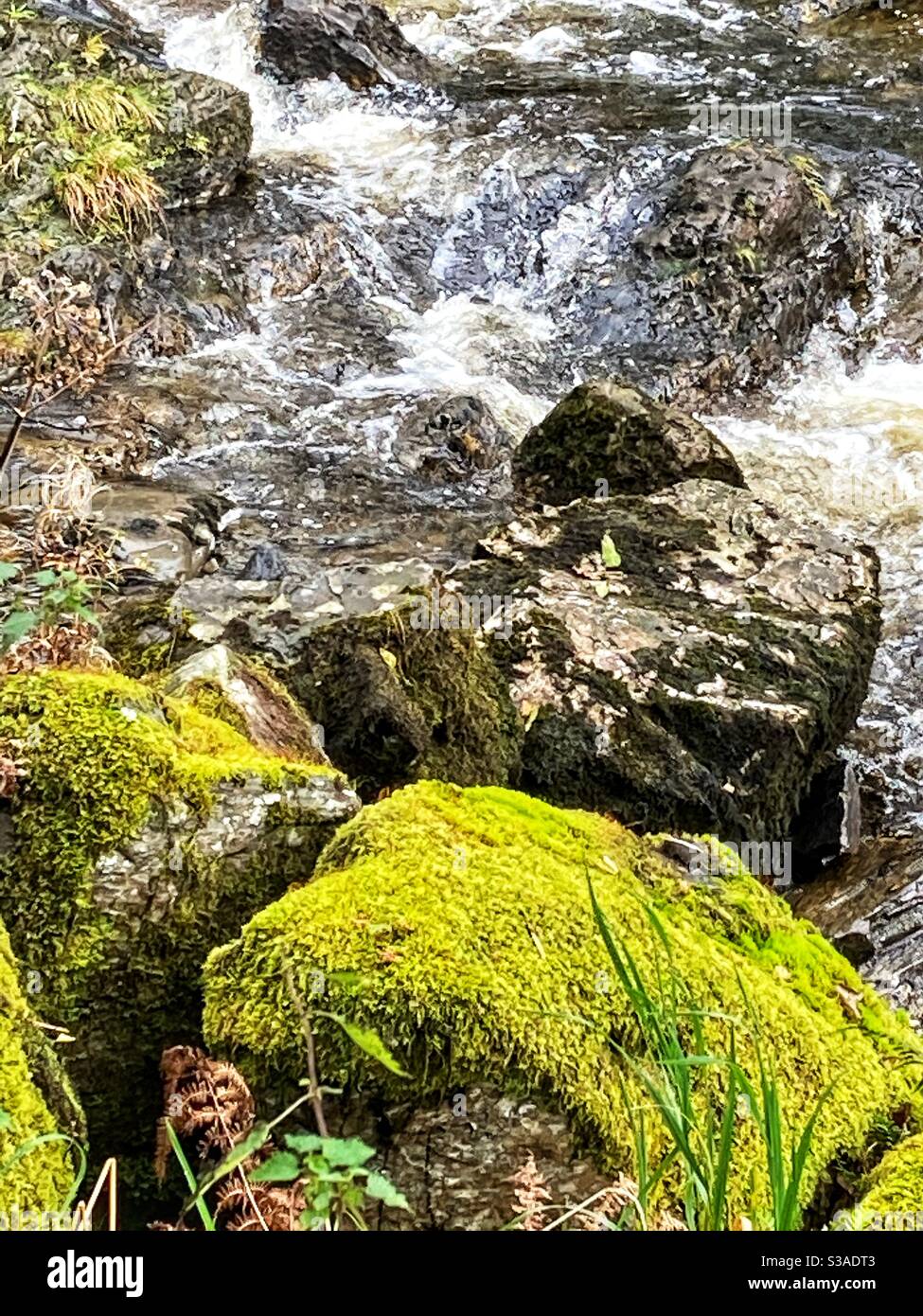 Moss covered stones hi-res stock photography and images - Alamy