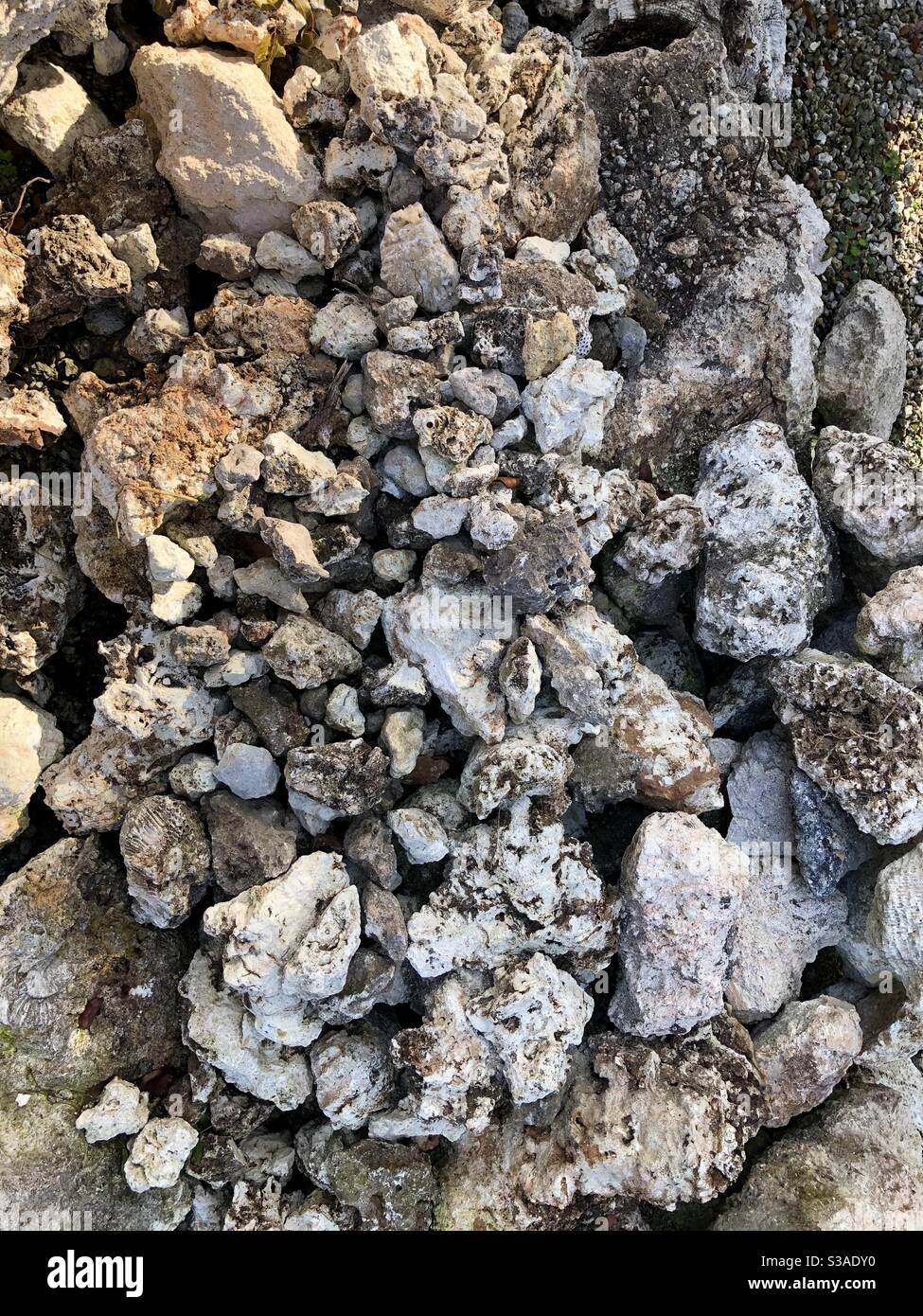 Old coral shell weathered by the sea Stock Photo - Alamy