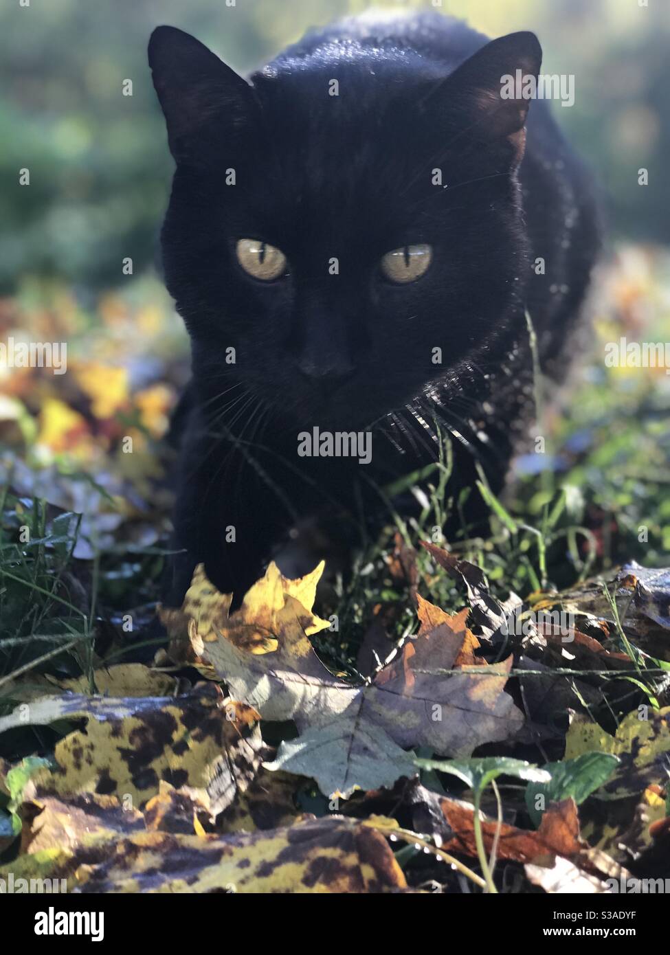 Cat leaves hi-res stock photography and images - Alamy