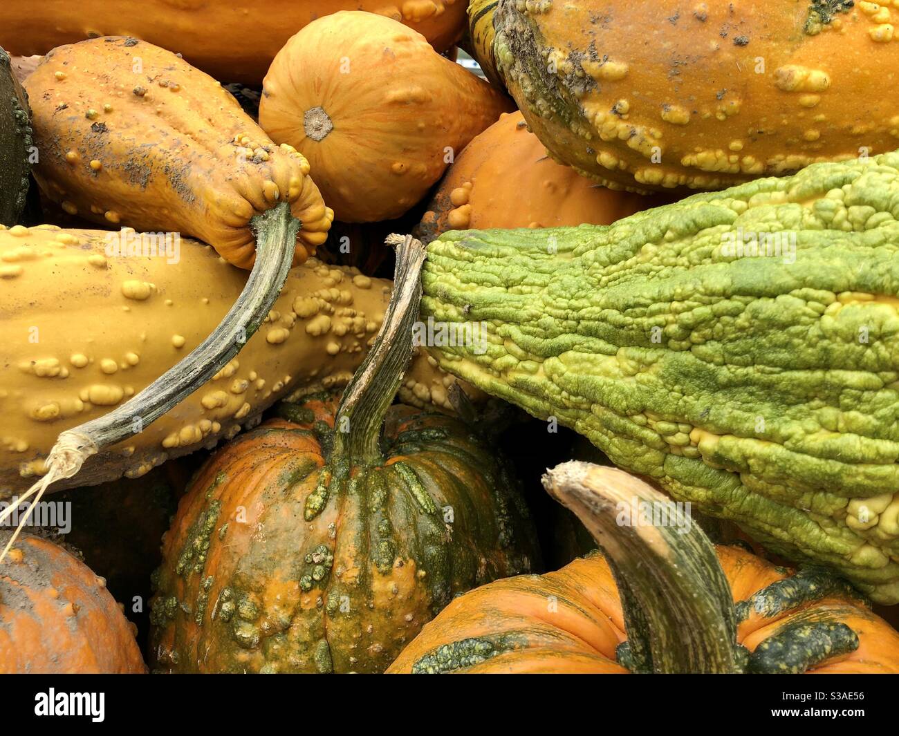 Bumpy gourds hi-res stock photography and images - Alamy