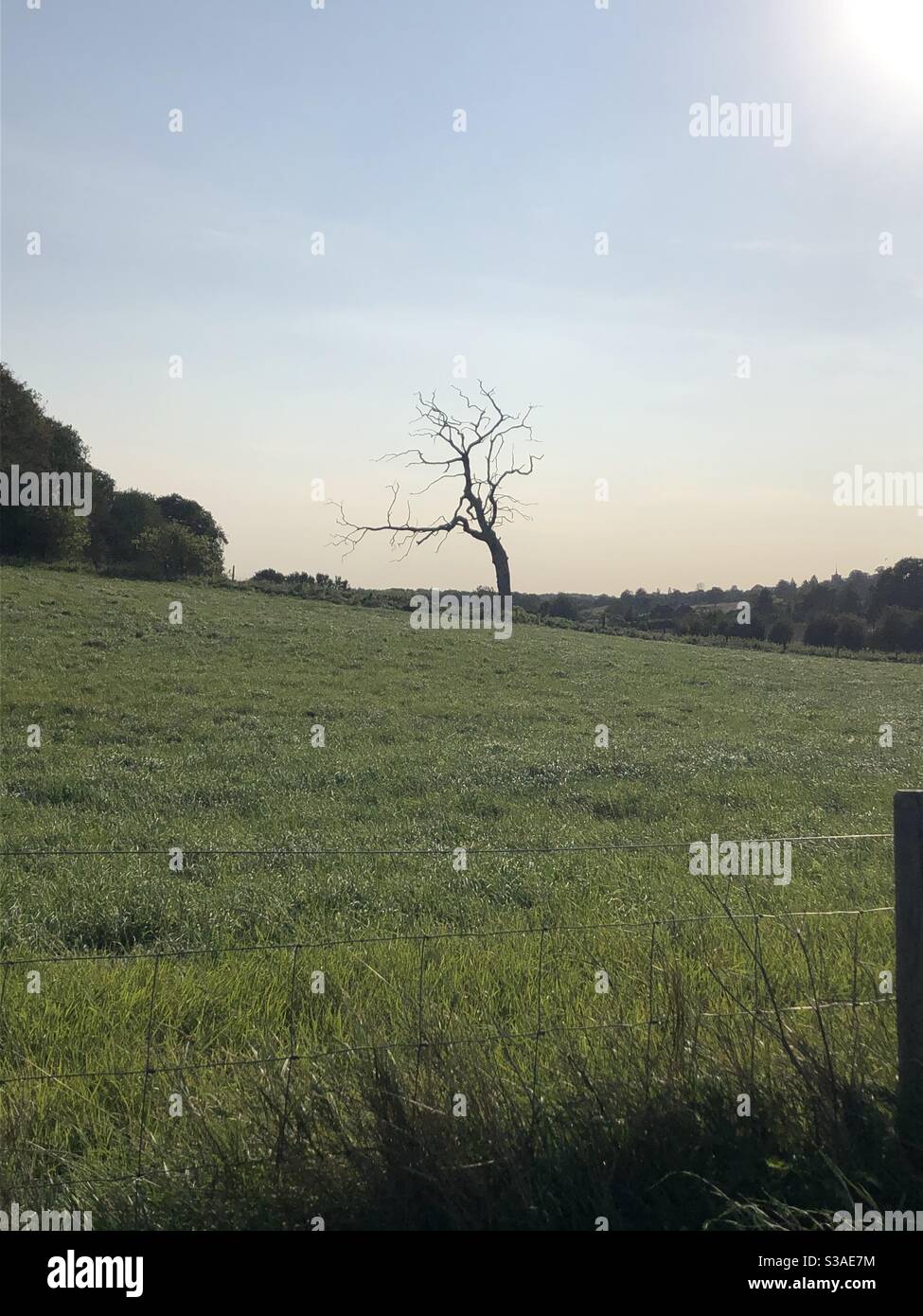 Skeletal tree hi-res stock photography and images - Alamy