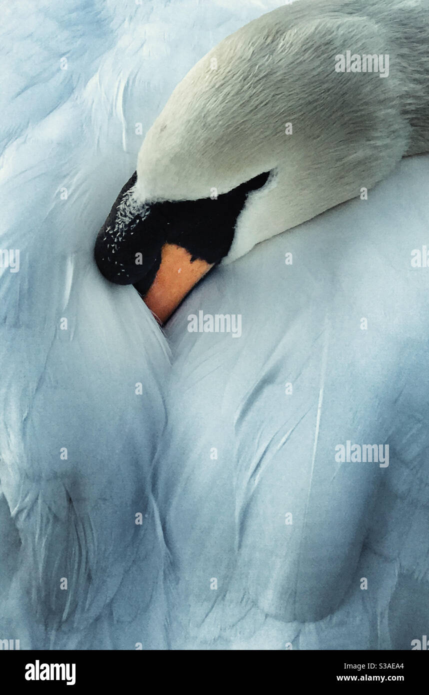 Sleeping swans hi-res stock photography and images - Alamy