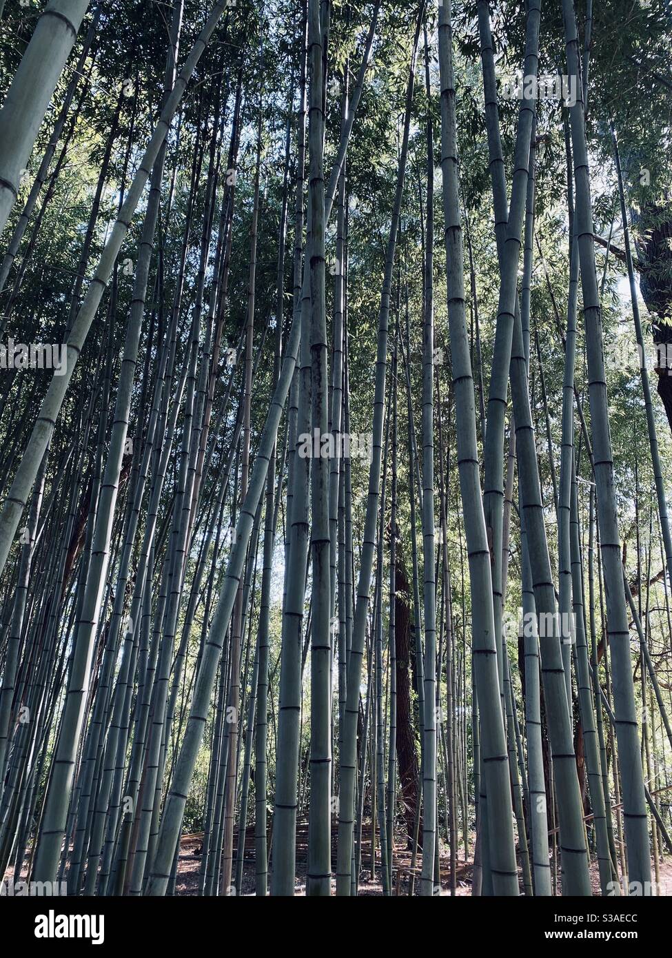 Bamboo and nature hi-res stock photography and images - Alamy