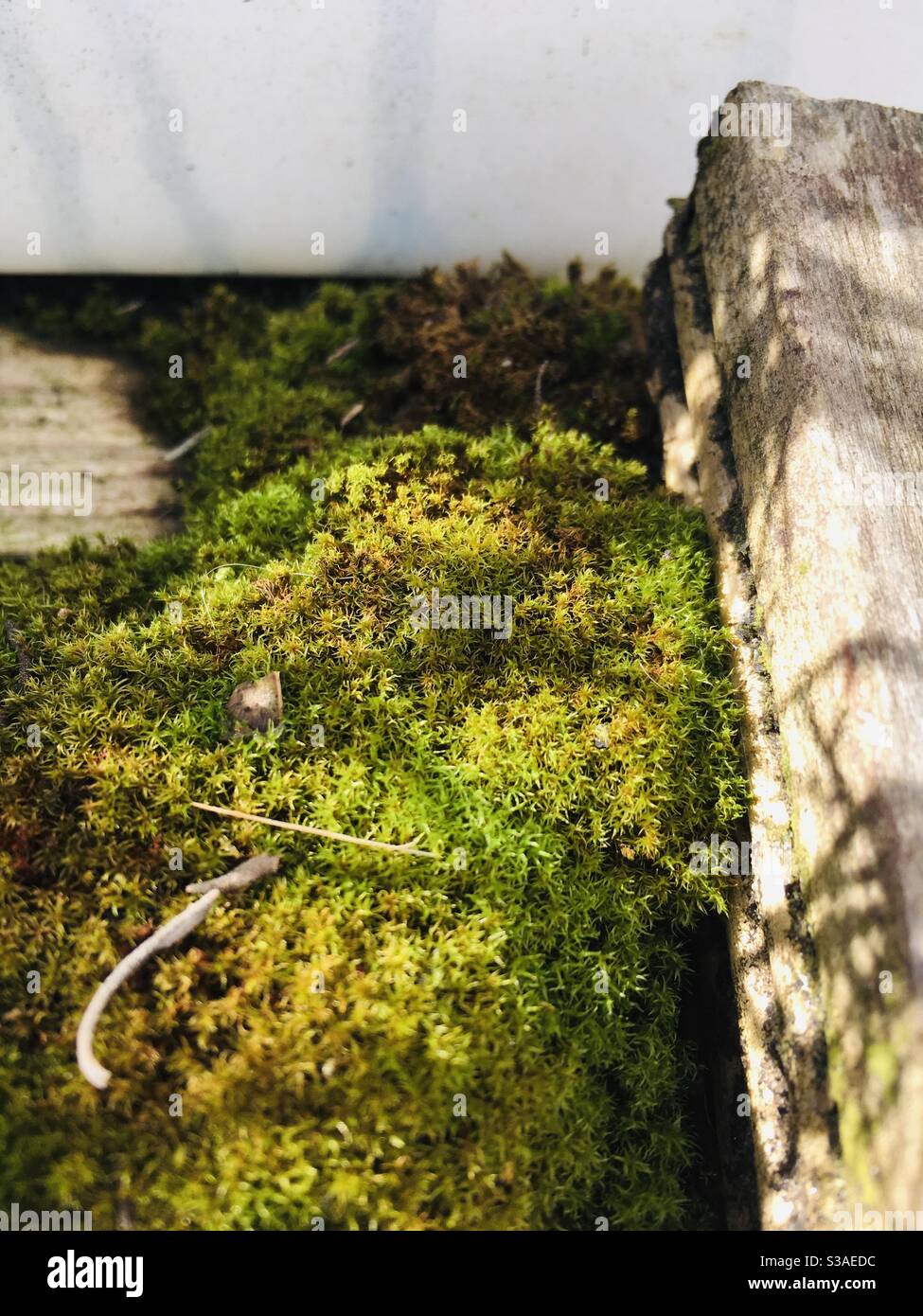 Light and shadow nature hi-res stock photography and images - Alamy