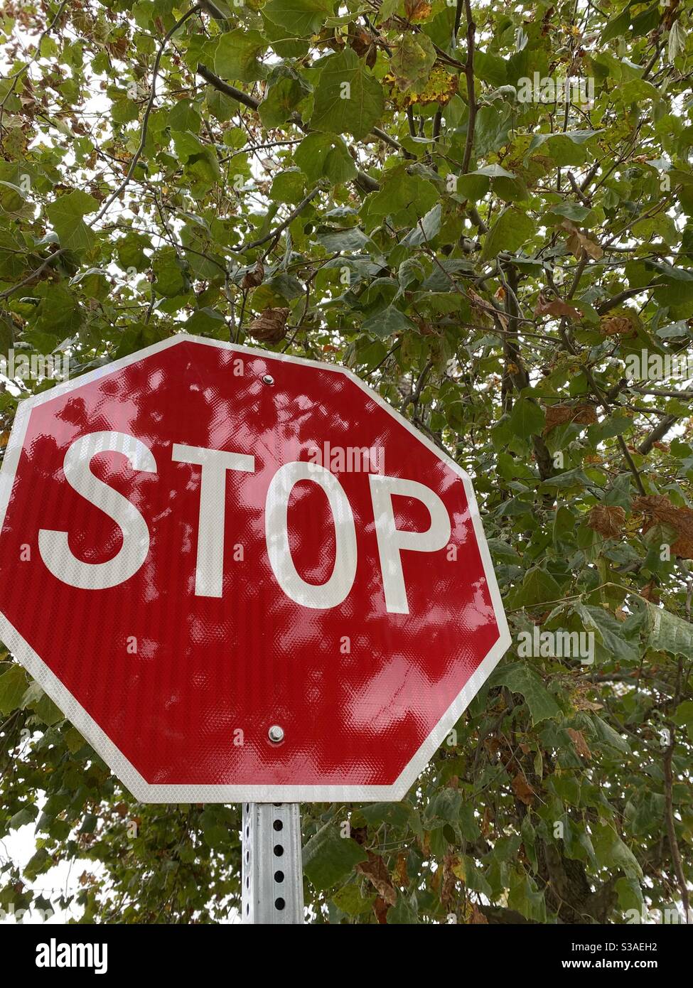 Stop sign stop sign hi-res stock photography and images - Alamy
