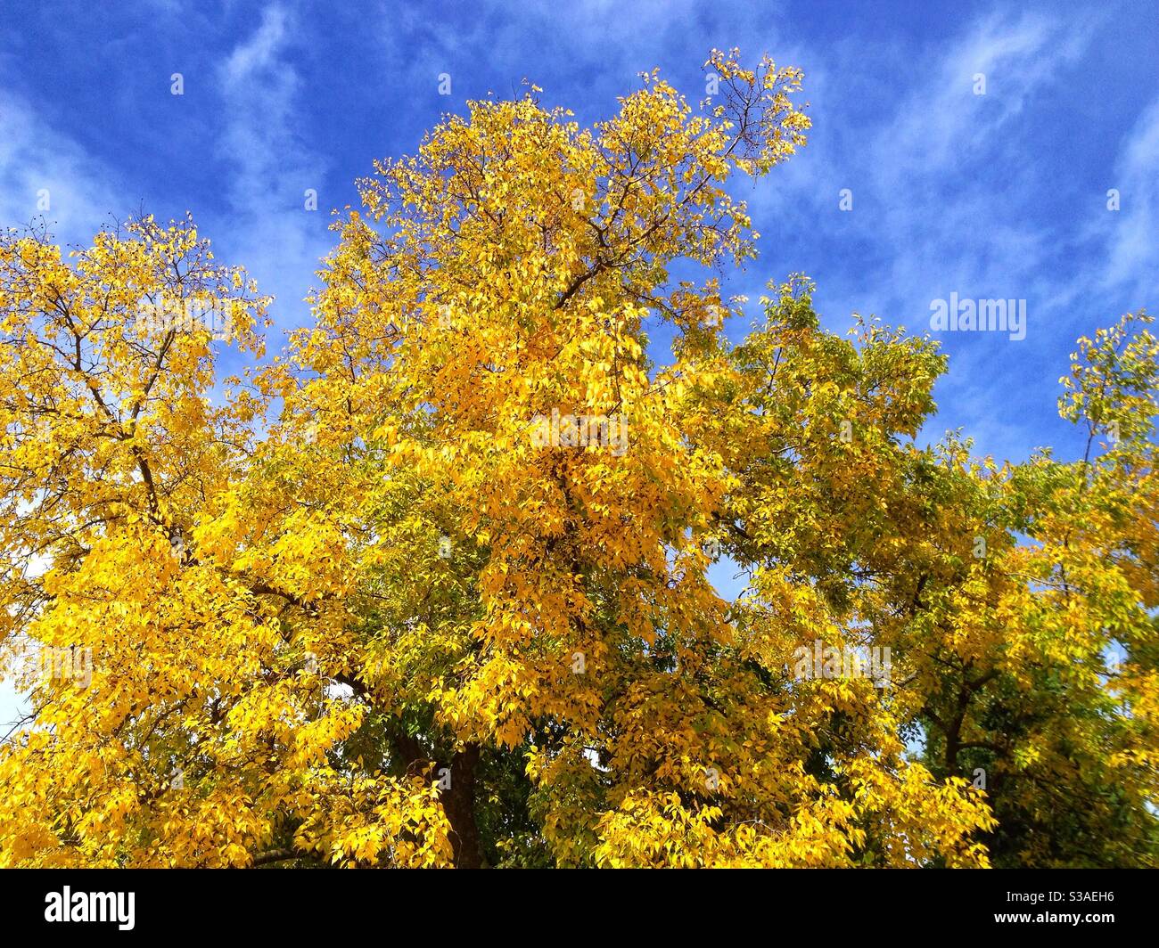 Hackberry tree hi-res stock photography and images - Alamy