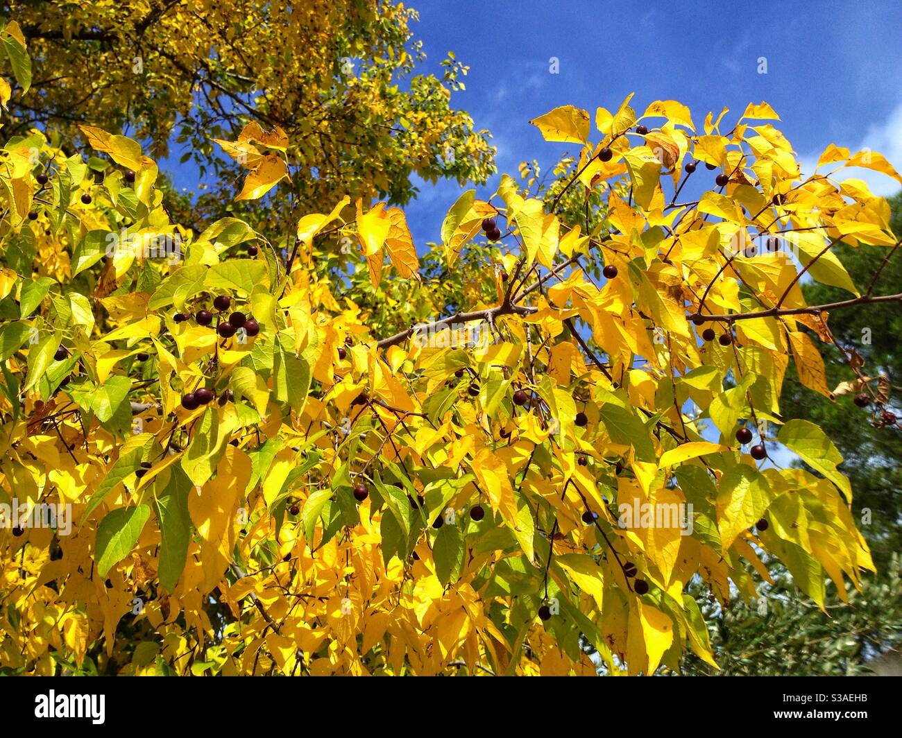 Hackberry and leaf hi-res stock photography and images - Alamy