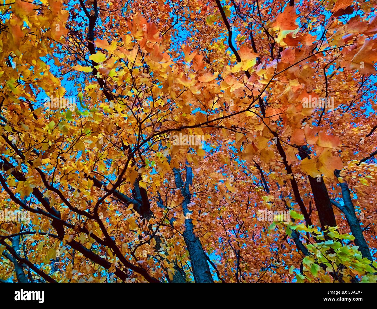 Warm colored fall leaves Stock Photo - Alamy