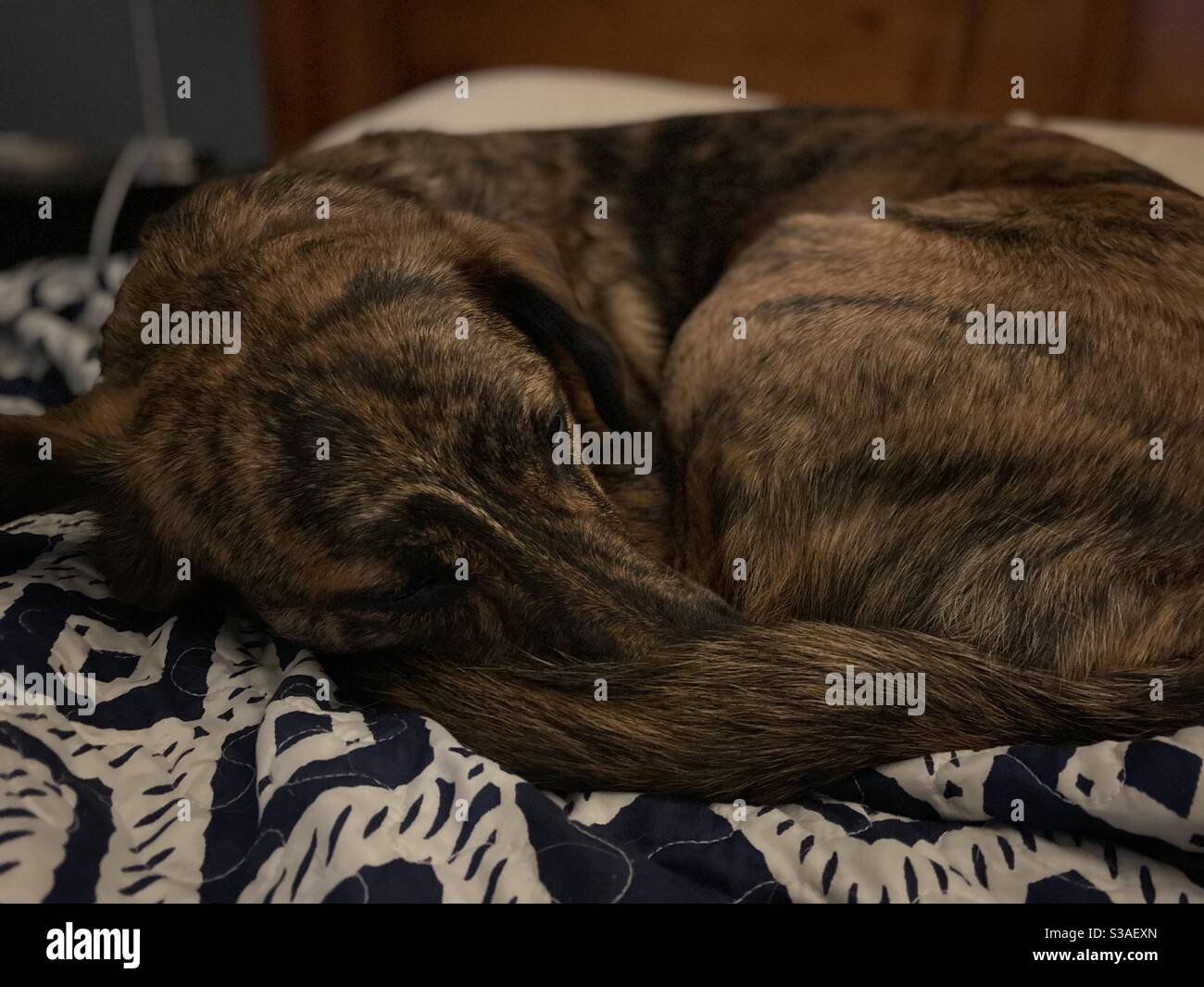 Sleeping dog stockimo hi-res stock photography and images - Alamy