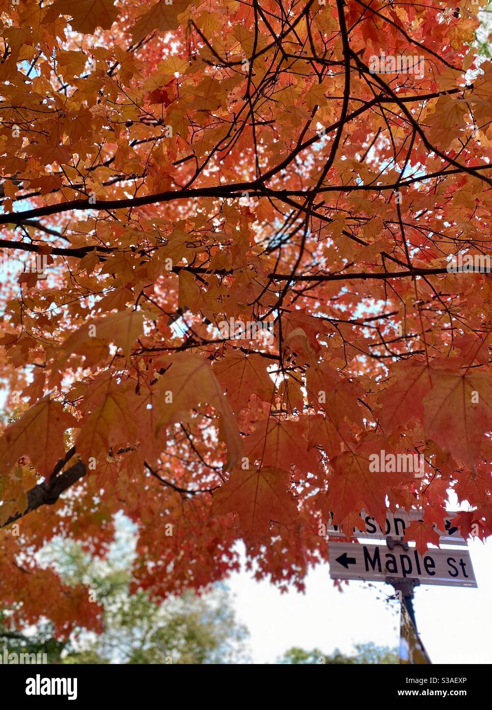 The maple tree on Maple Street Stock Photo - Alamy