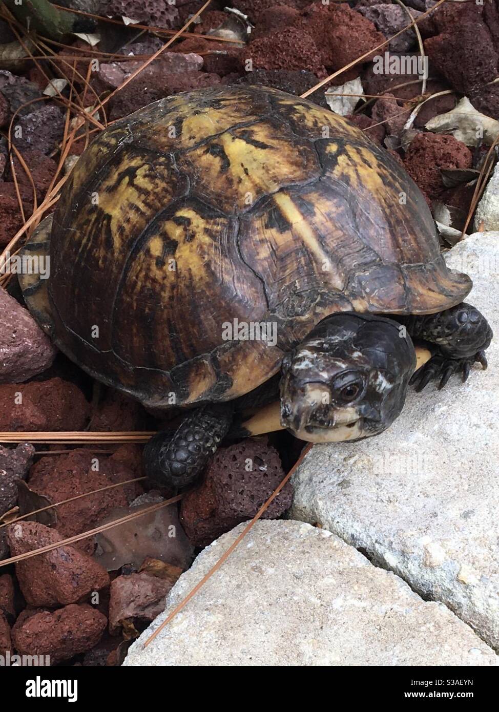 Turtle power hi-res stock photography and images - Alamy