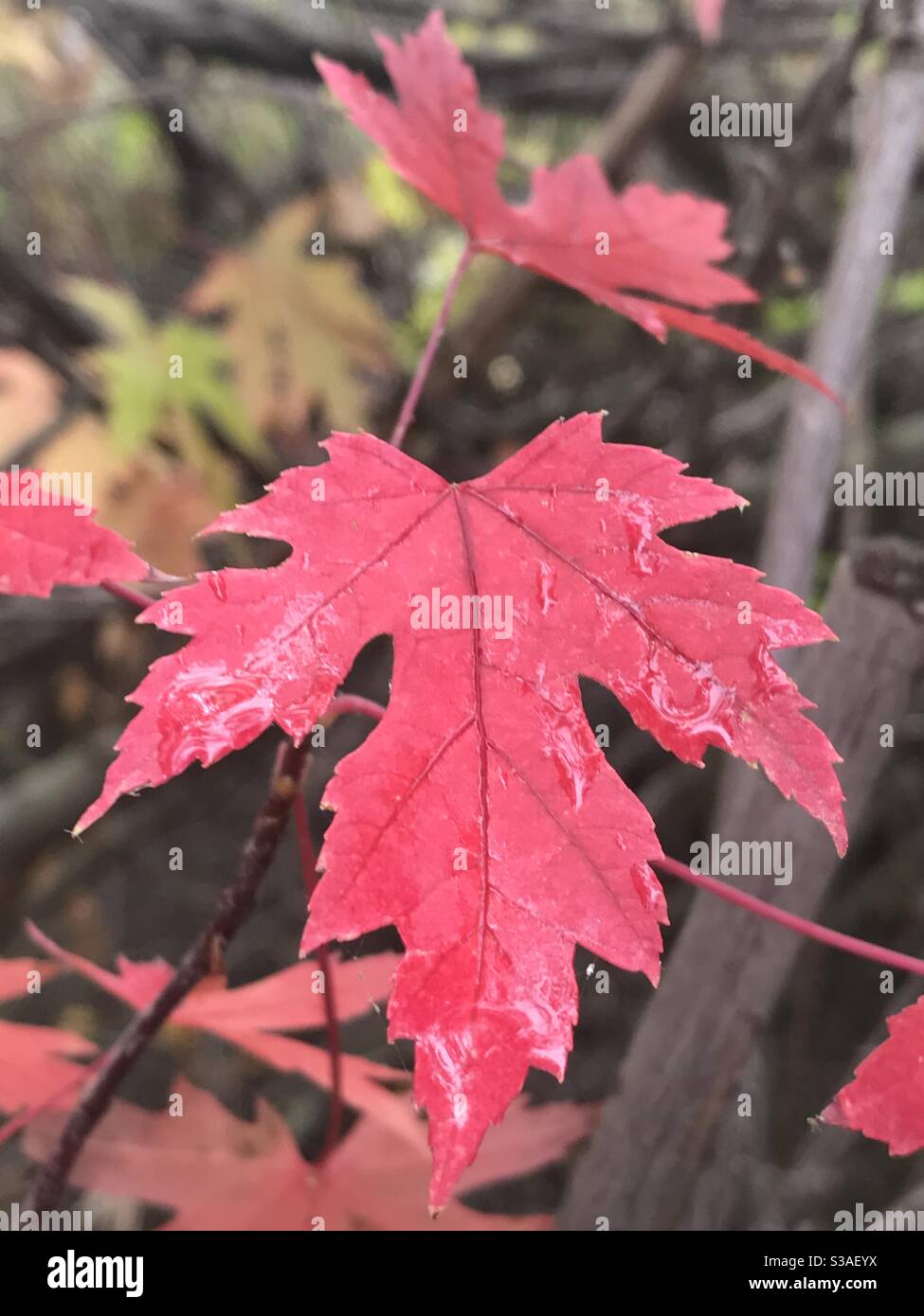 Fall leaves after rain Stock Photo - Alamy
