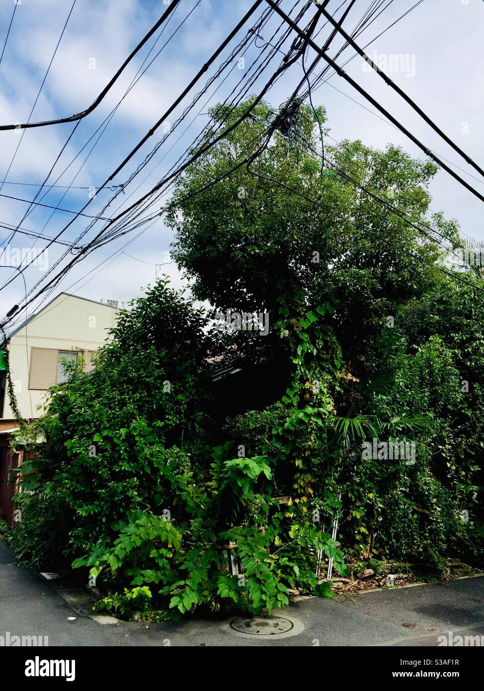 Tokyo vegetation hi-res stock photography and images - Alamy