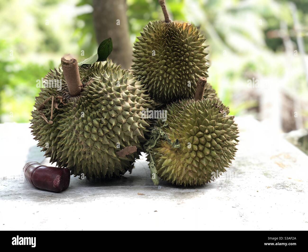 Durian king of fruit hi-res stock photography and images - Alamy