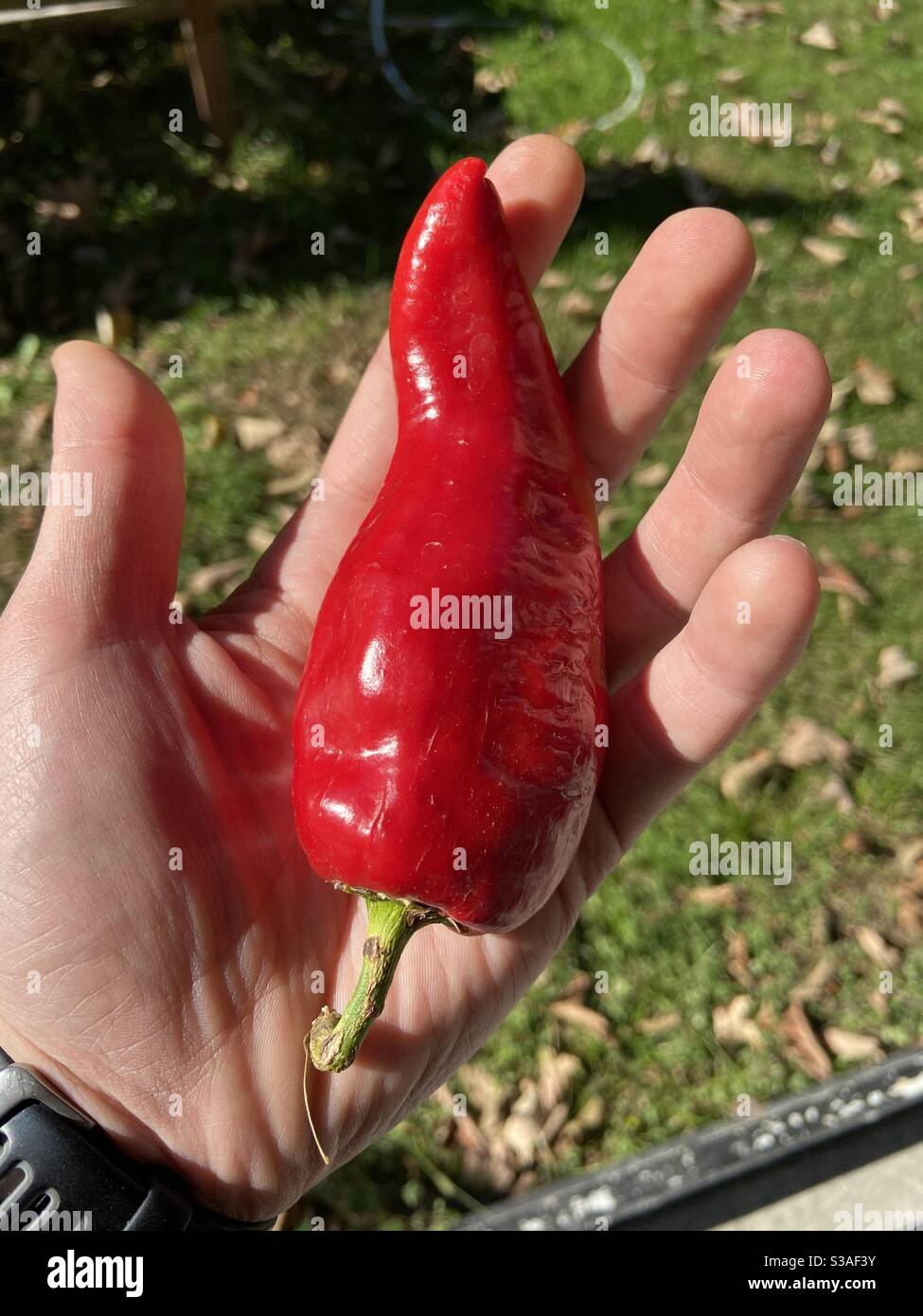 Hand holding a red pepper Stock Photo - Alamy