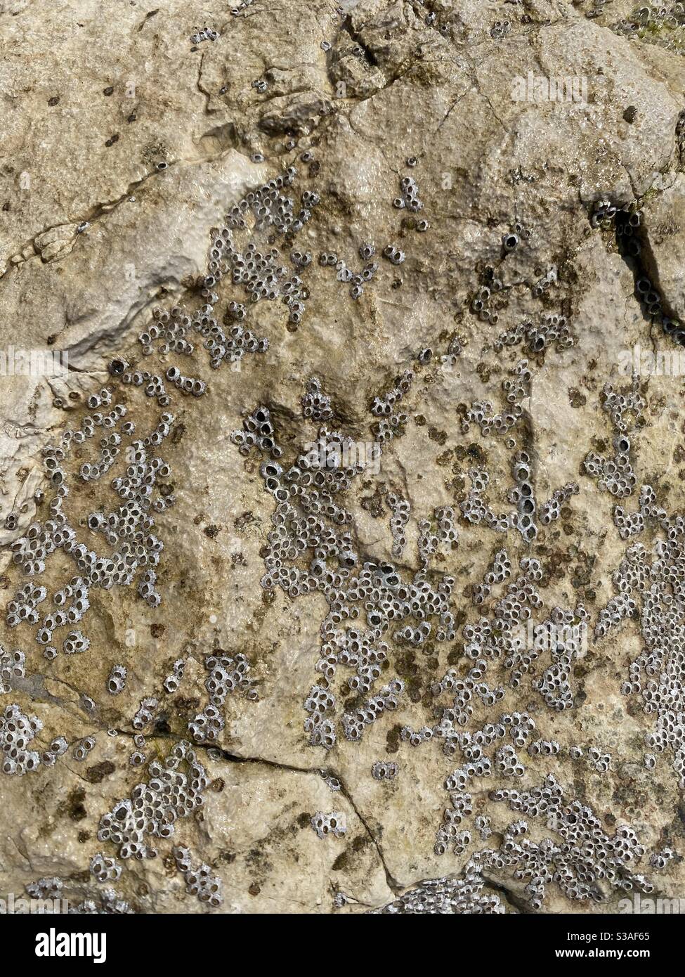 Abstract background of a large rock with tiny barnacles Stock Photo - Alamy