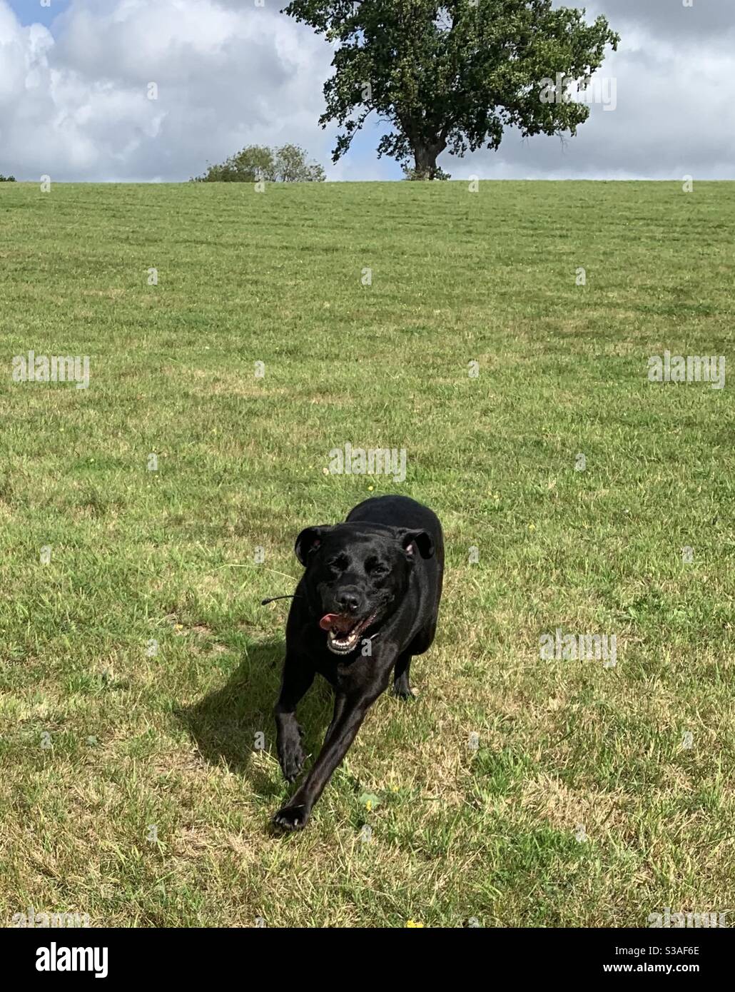 Black lab running hi-res stock photography and images - Alamy