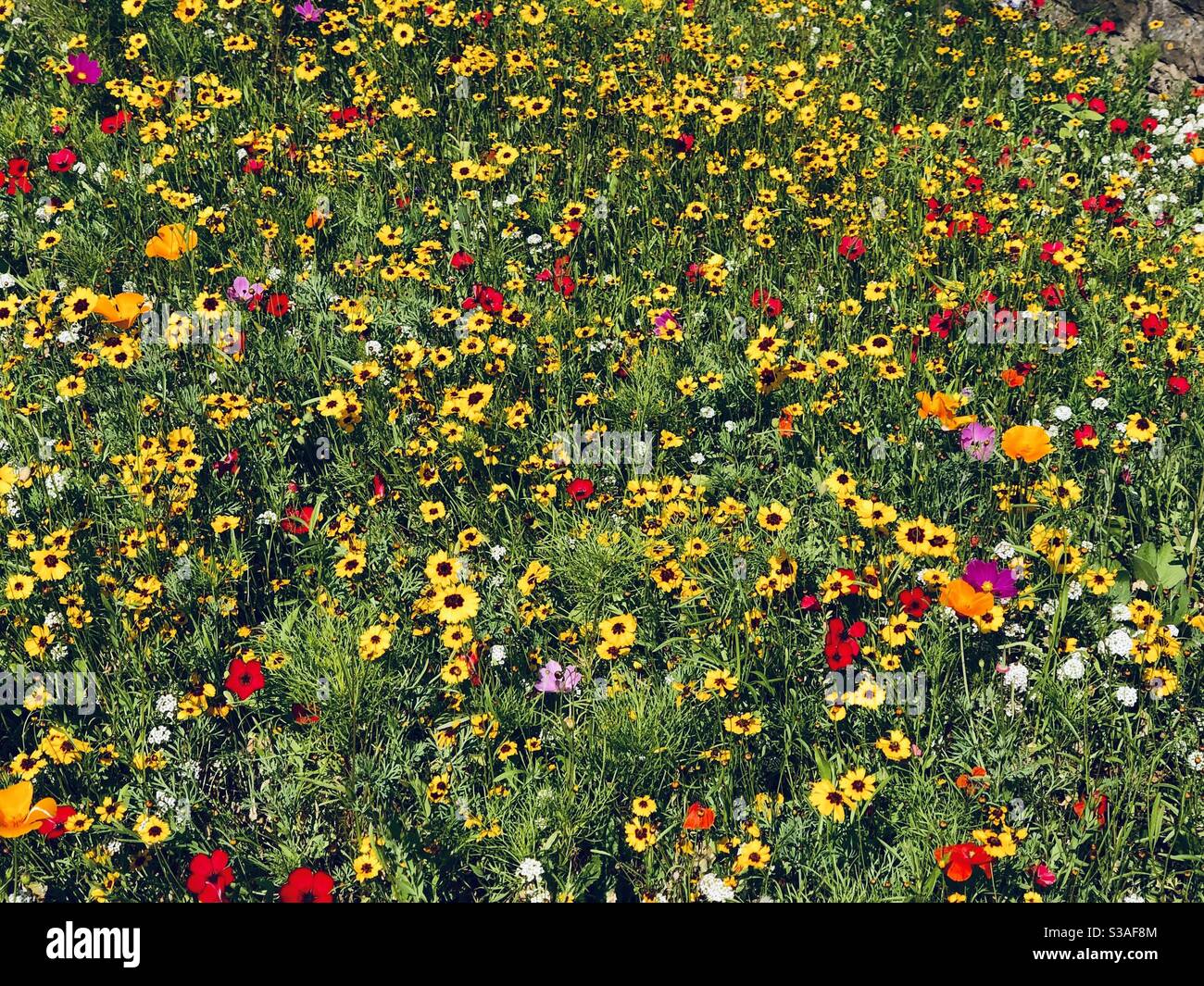 September wildflowers in Clevedon, Somerset Stock Photo - Alamy