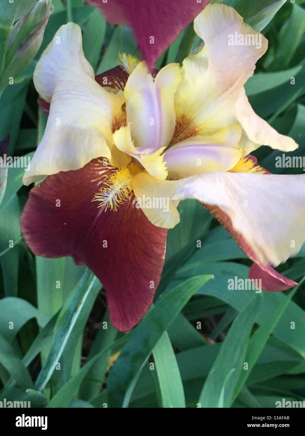 Tropical iris hi-res stock photography and images - Alamy