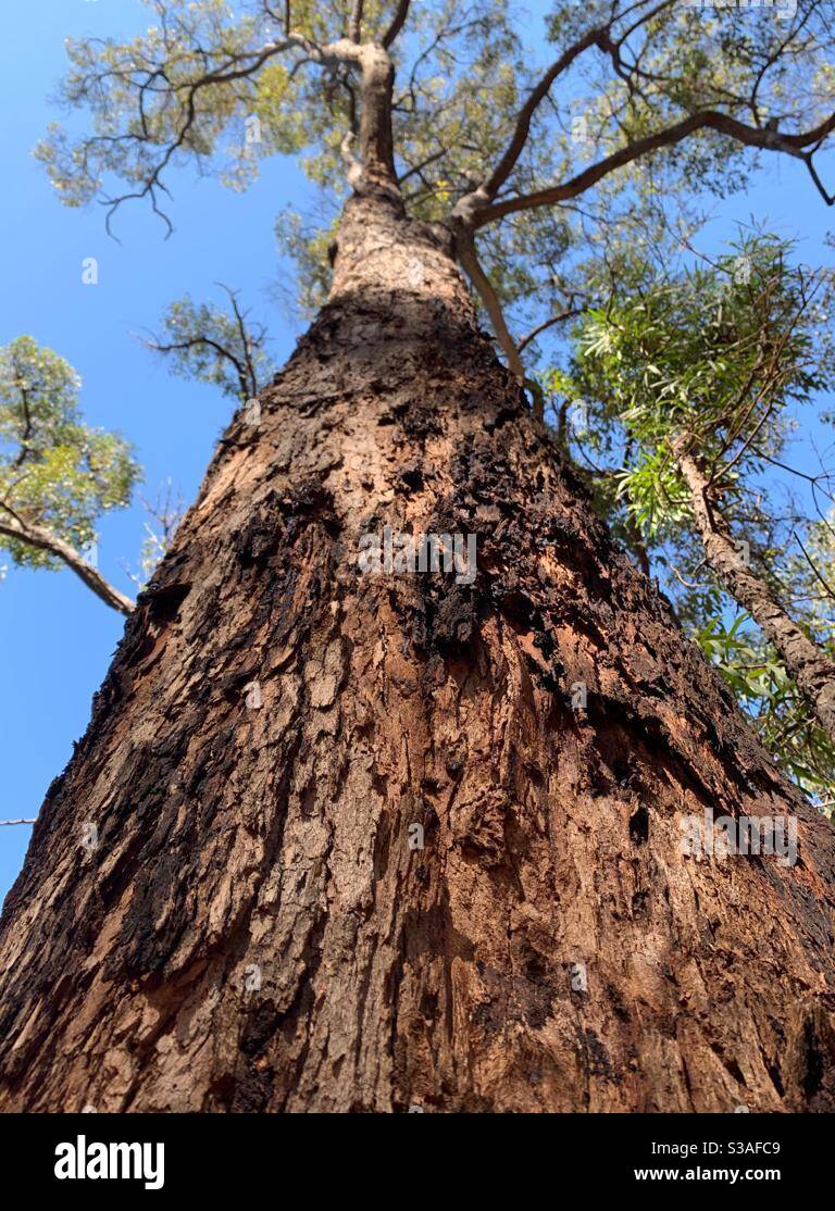 Western Australia native tree looking up trunk to canopy Stock Photo ...