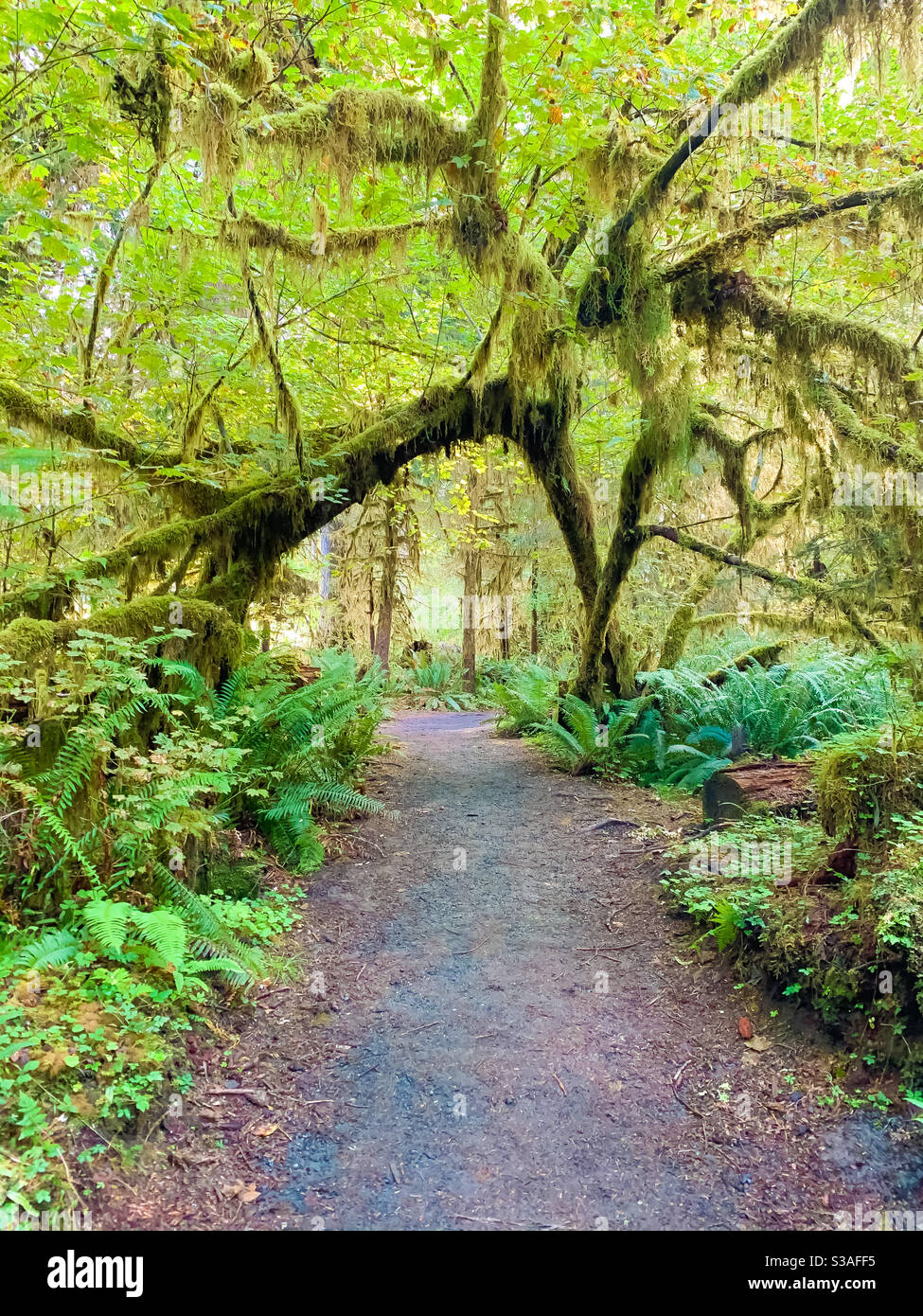 Pnw rainforest hi-res stock photography and images - Alamy