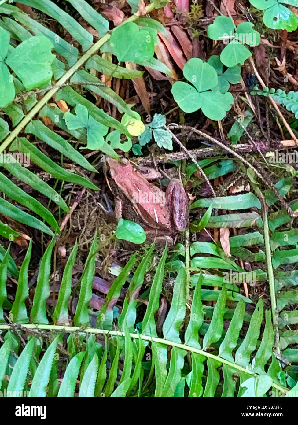 Foliage tree frog hi-res stock photography and images - Alamy