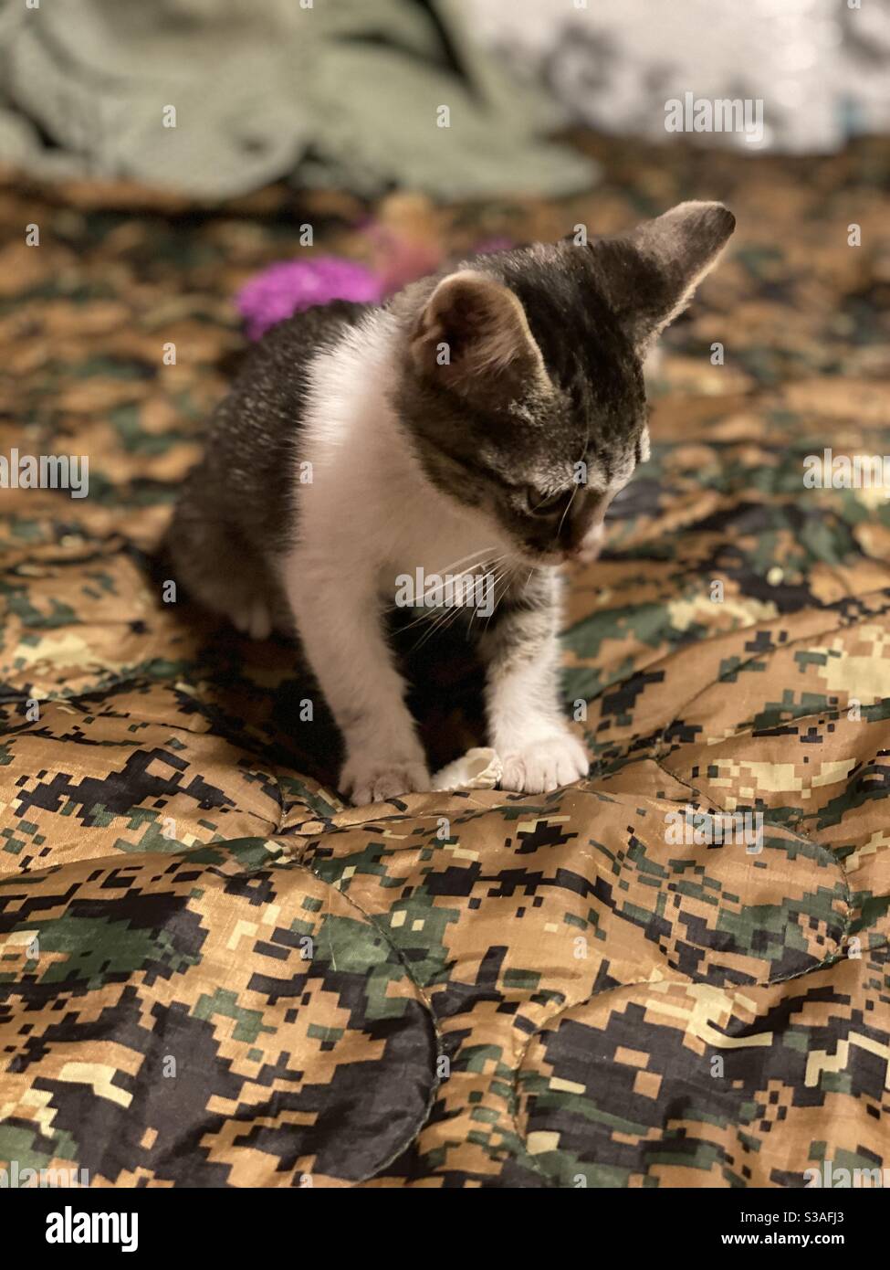 Kitten soft hi-res stock photography and images - Alamy