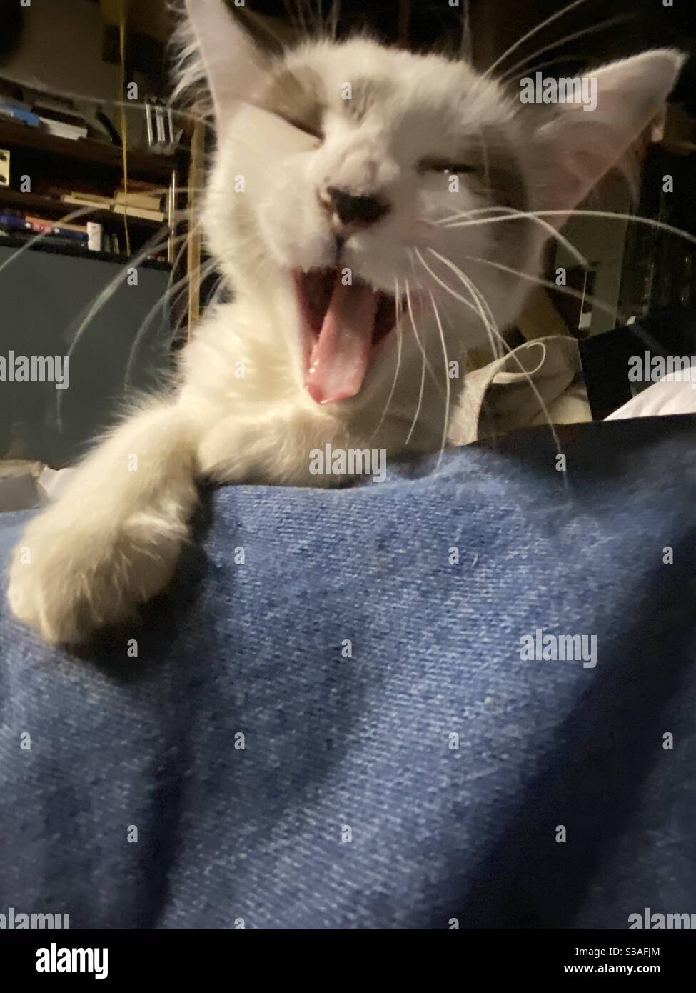 Sleepyhead hi-res stock photography and images - Alamy