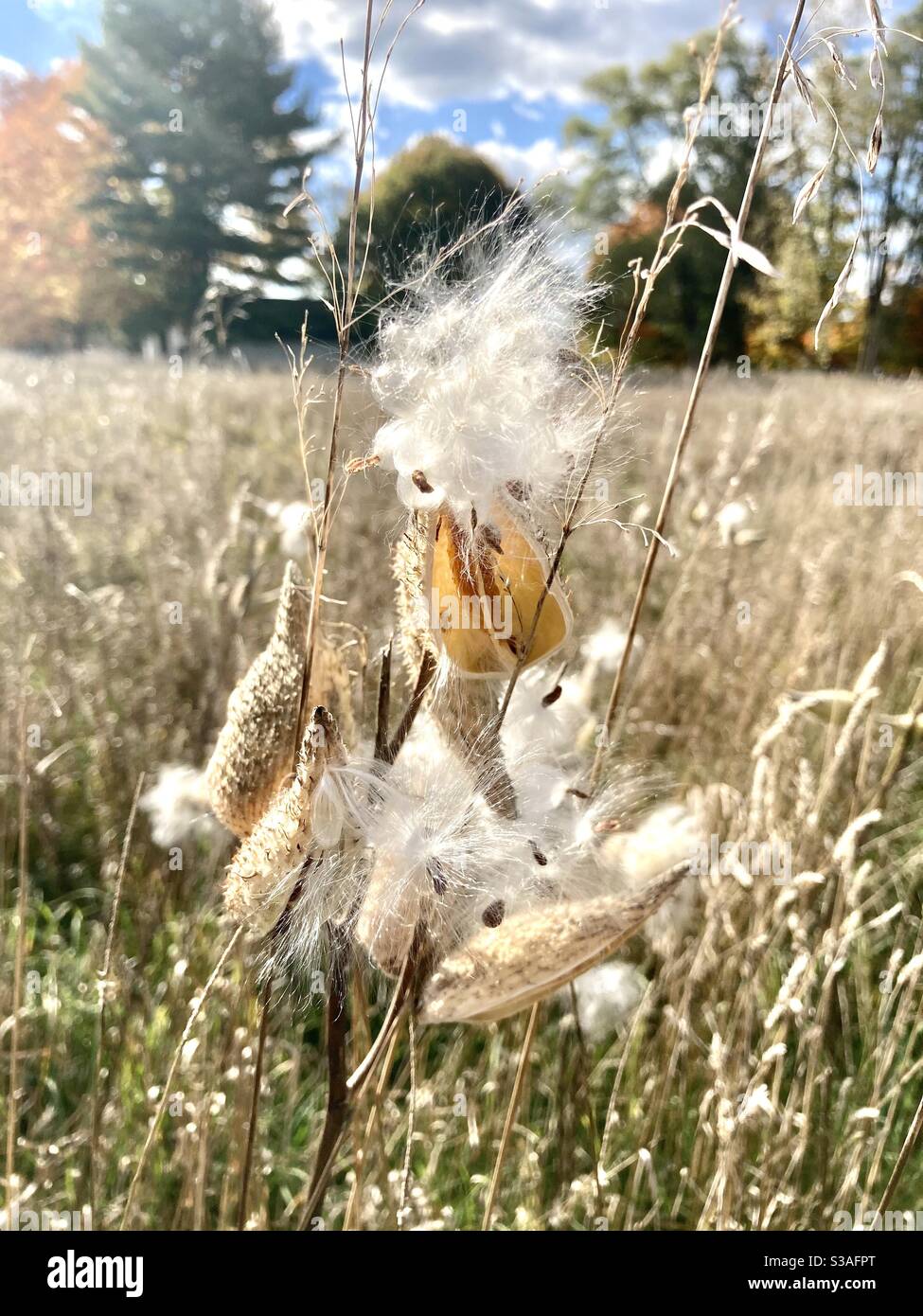 Milk weed pods hi-res stock photography and images - Alamy