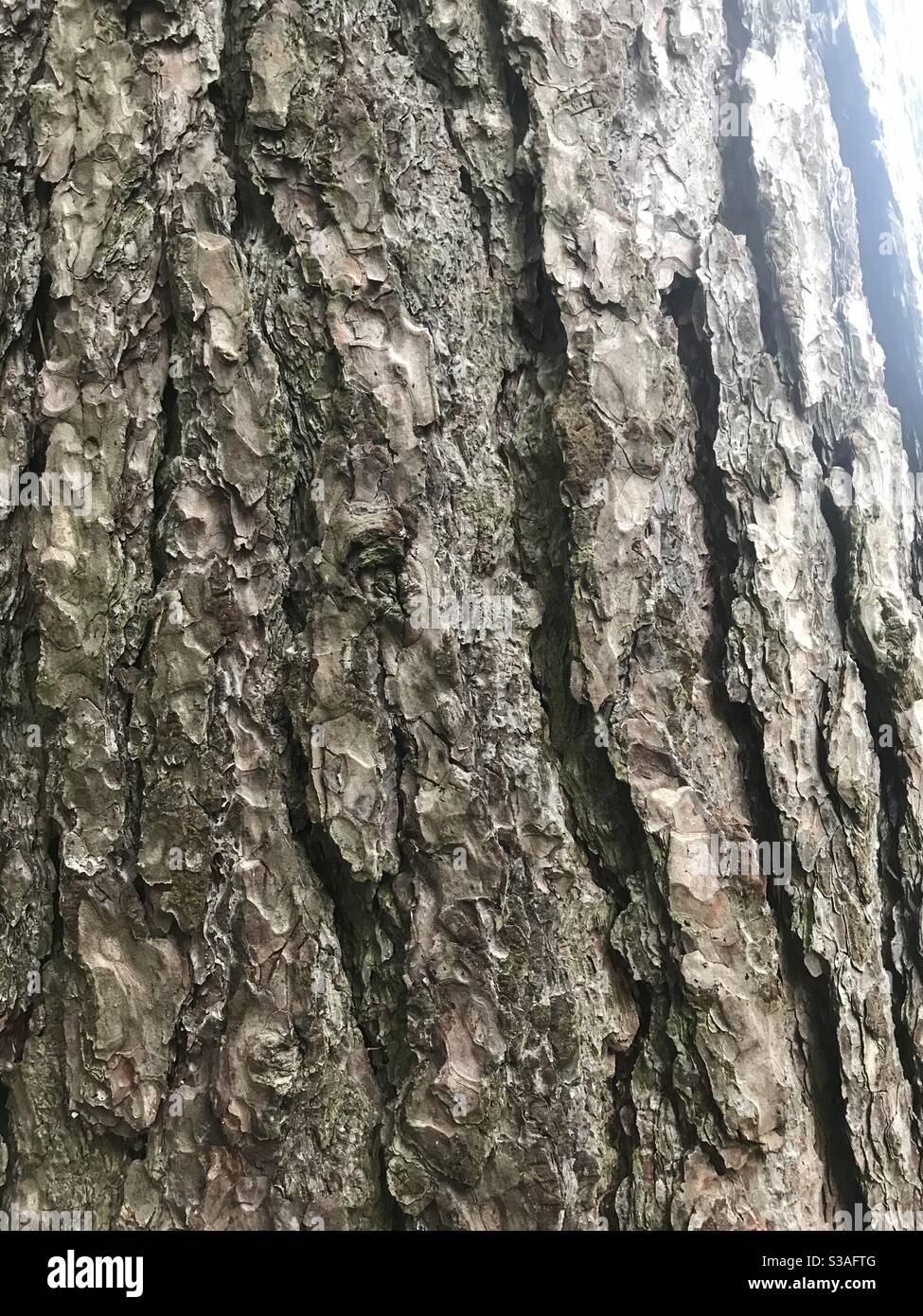 Tree bark, deep, natural, texture, beautiful Stock Photo - Alamy