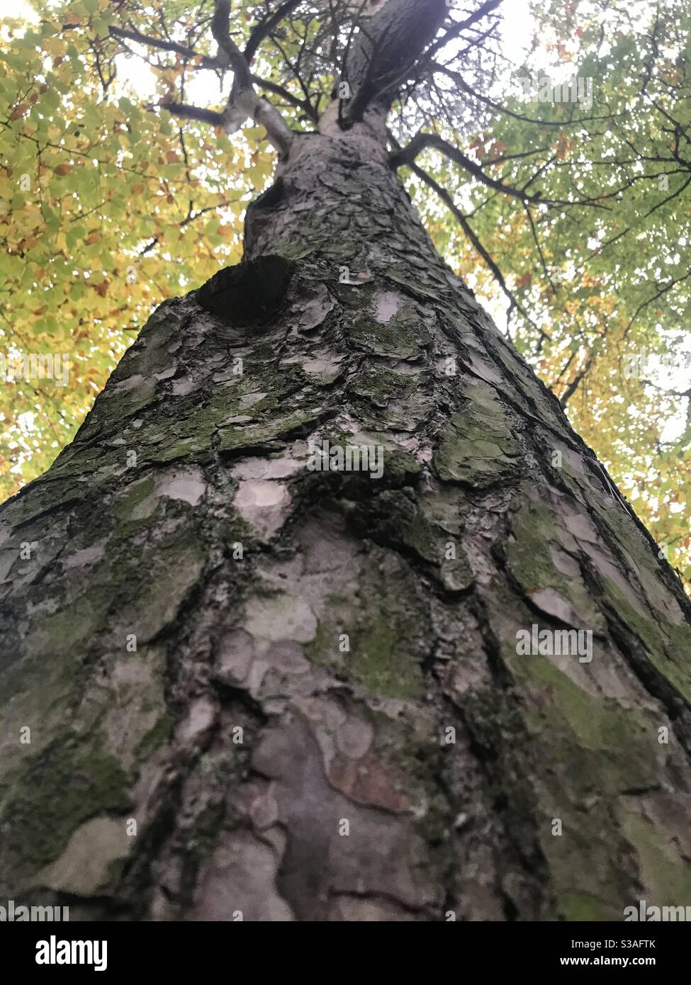 Above trunk hi-res stock photography and images - Alamy