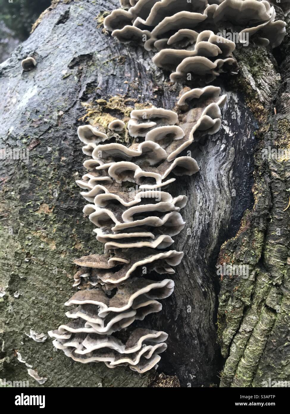Pretty tree bark hi-res stock photography and images - Alamy