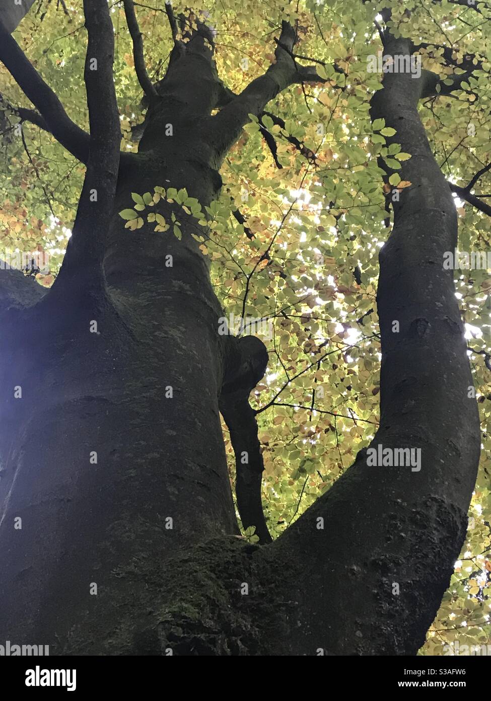 Leafy Canopy High Resolution Stock Photography and Images - Alamy