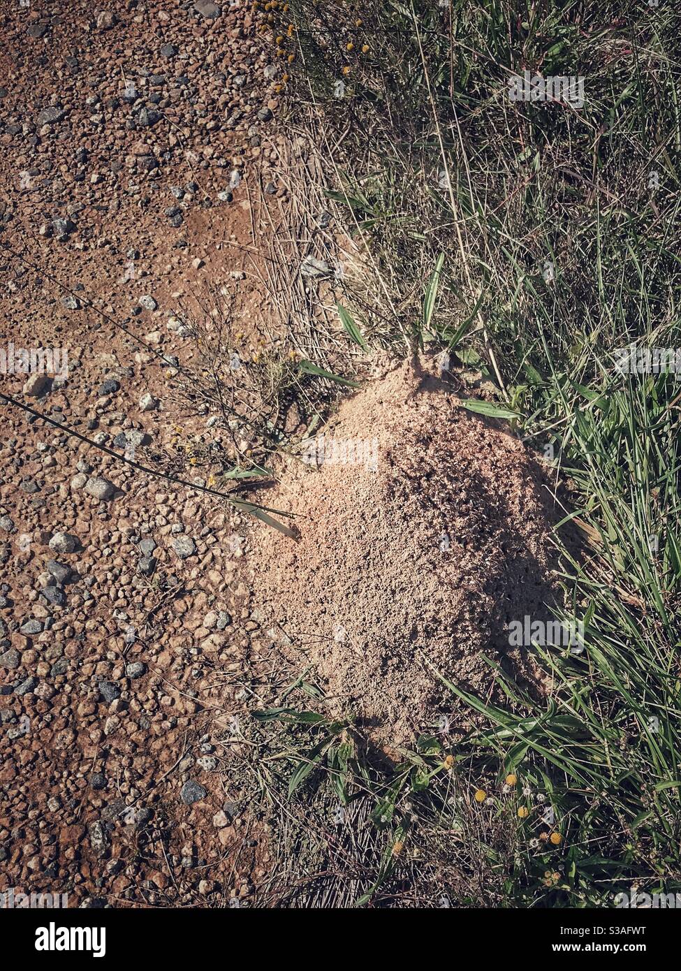 Fire Ant Nest Inside