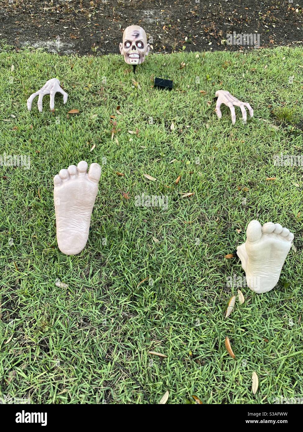 Skeleton parts hi-res stock photography and images - Alamy