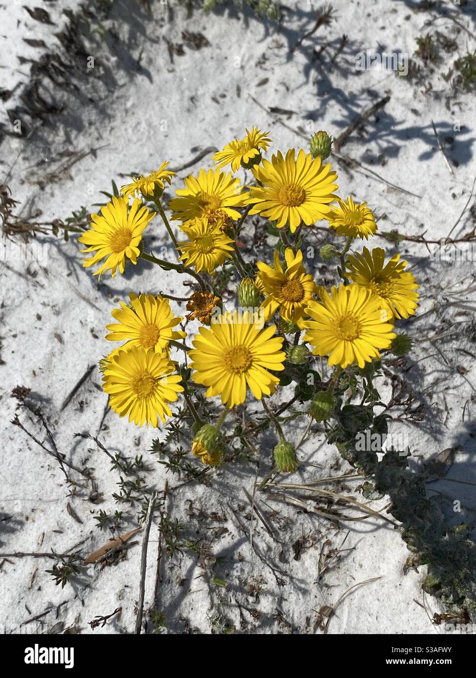 Yellow beach daisies blooming on white sand beach Stock Photo - Alamy