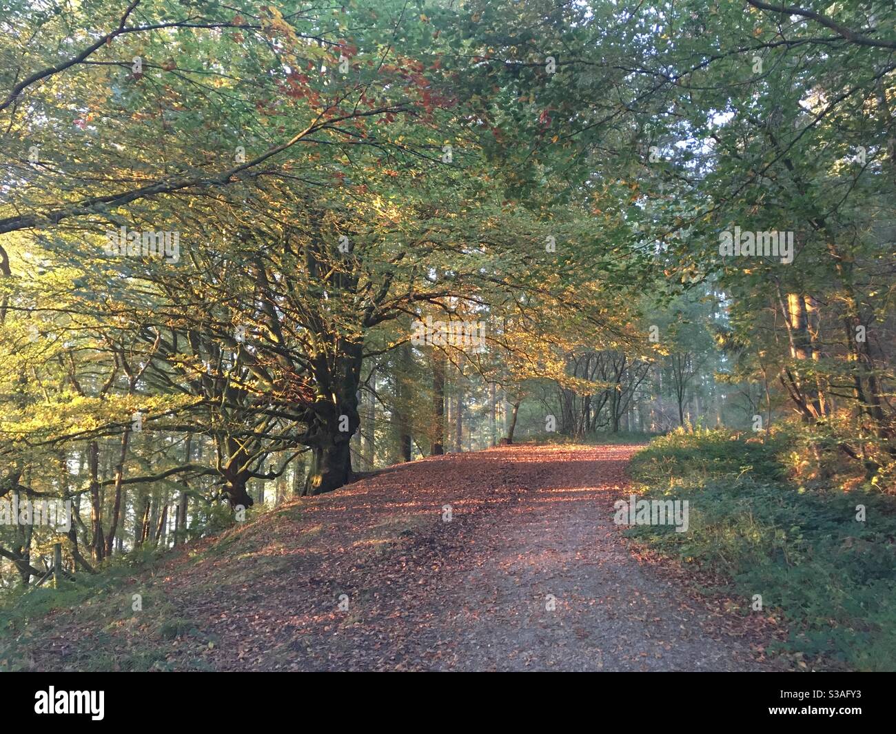 Golden hour walk hi-res stock photography and images - Alamy