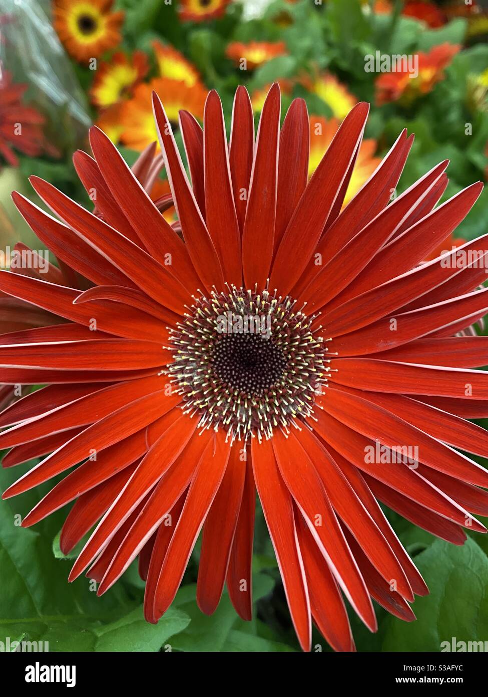Daisy perfection hi-res stock photography and images - Alamy