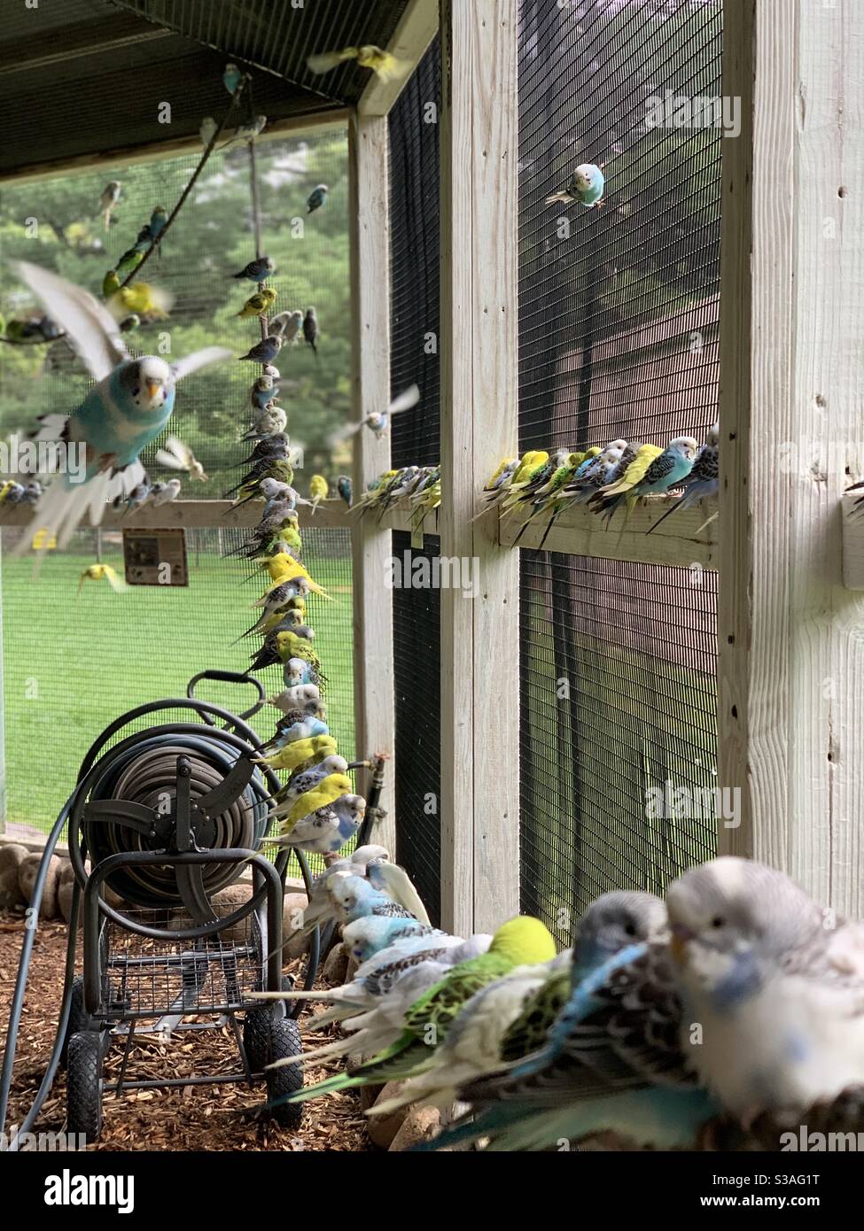 Budgie flying hi-res stock photography and images - Alamy