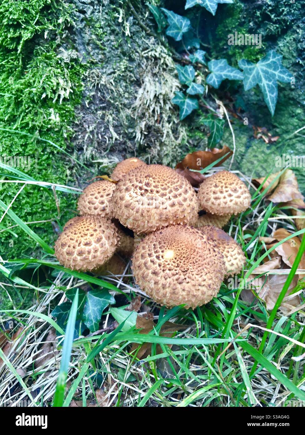 Mushrooms growing in park Stock Photo - Alamy