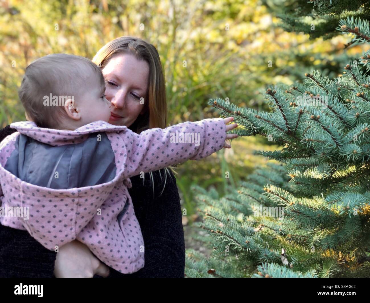 Baby evergreen tree hi-res stock photography and images - Alamy