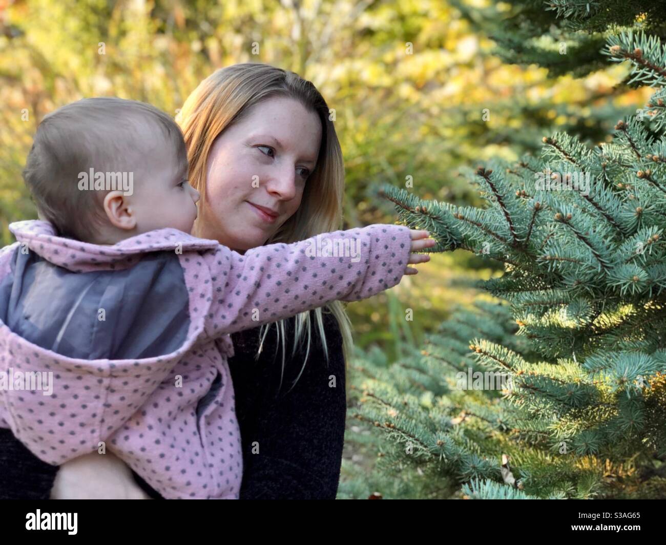 Baby evergreen tree hi-res stock photography and images - Alamy