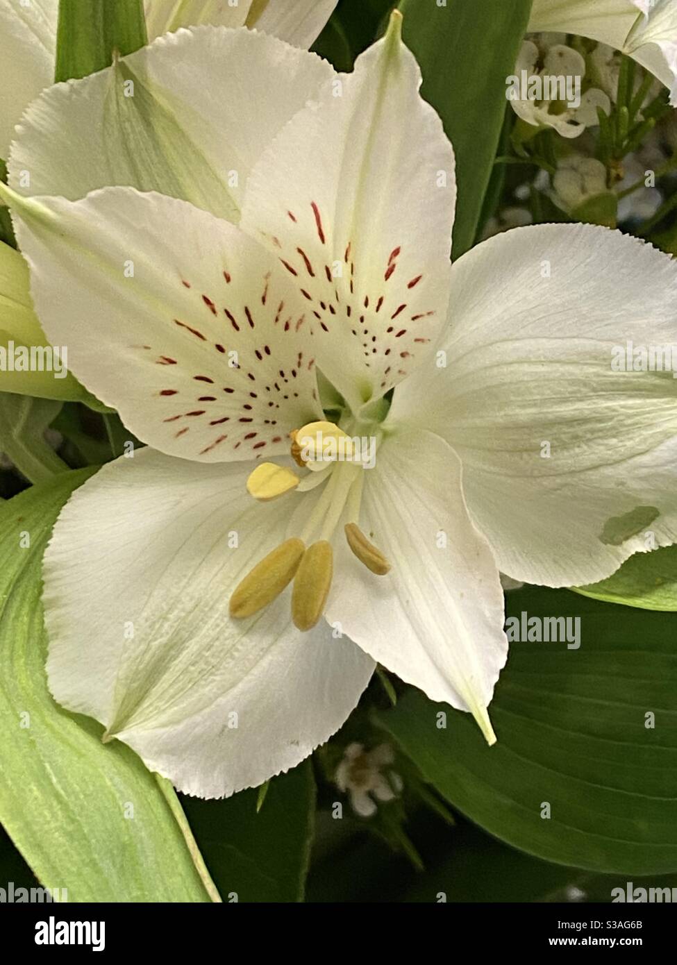 Pretty white hi-res stock photography and images - Alamy