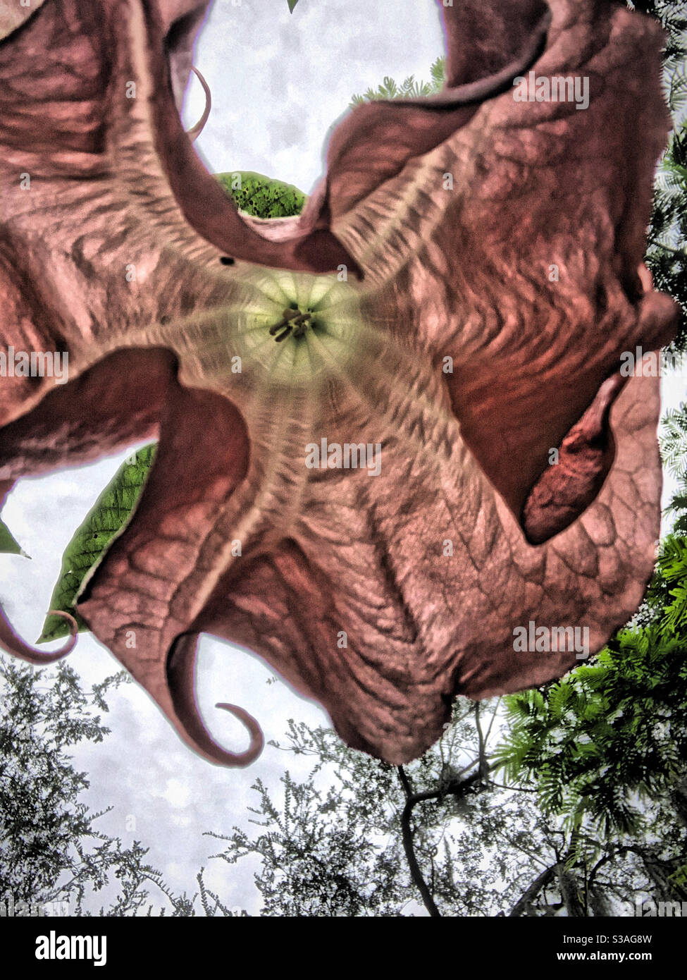 Angel's trumpet flower hi-res stock photography and images - Alamy
