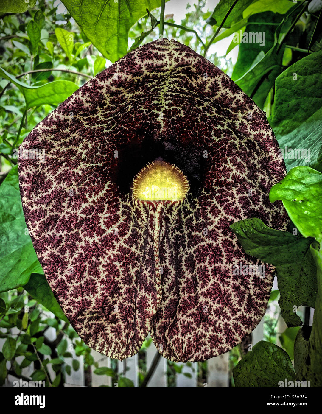 Aristolochia elegans Calico Pipevine flower. Orlando, Florida Stock ...