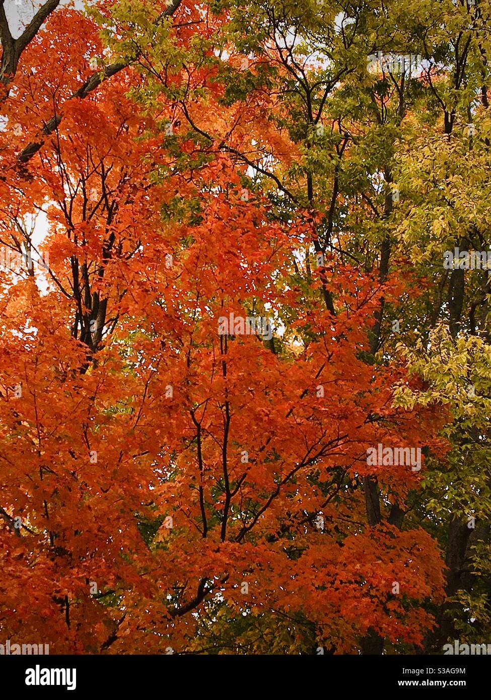Woodlands red hi-res stock photography and images - Alamy