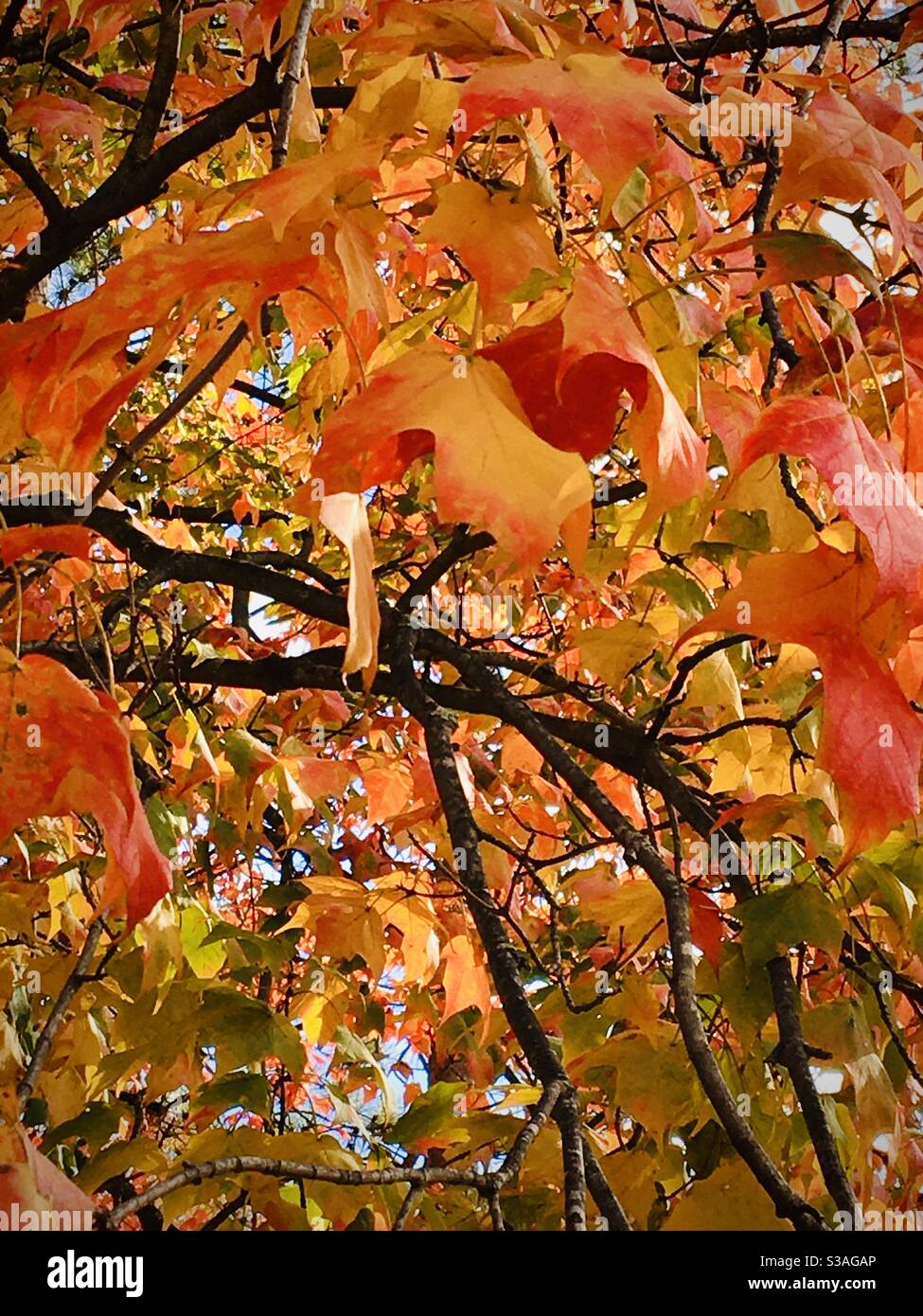 Fabulous colors hi-res stock photography and images - Alamy